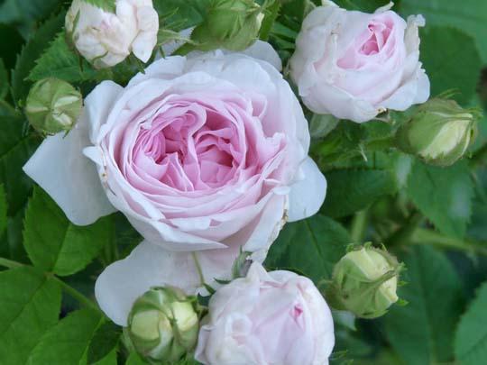 Antica vs. moderna? (Rose antiche o rose moderne)