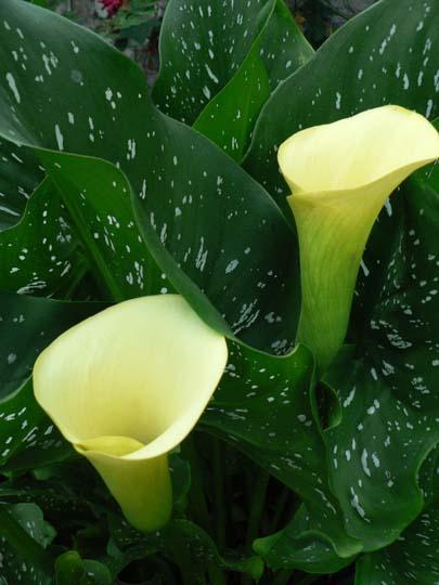 Calle; differenze, bulbi, laghetto, coltivazione di calla bianca e ...