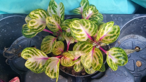 [RIS:Iresine herbstii - Red e Variegated Heart] piantine con foglie ...