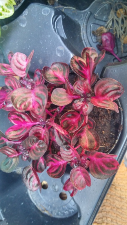 [RIS:Iresine herbstii - Red e Variegated Heart] piantine con foglie ...